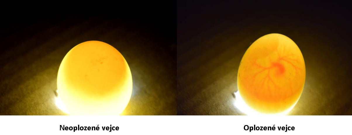 Prosvětlovačky, prohlížečky vajec | LIHNEME.CZ