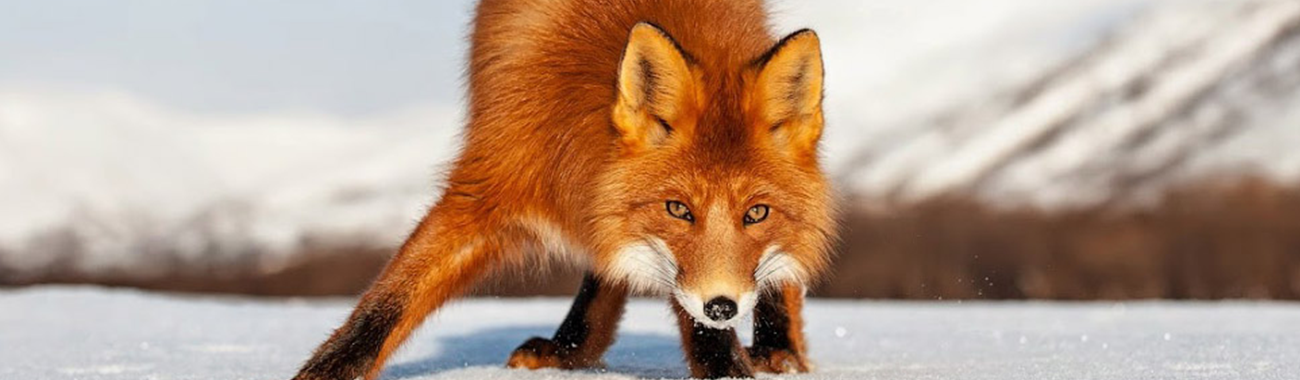 Past na lišky | LIHNEME.CZ